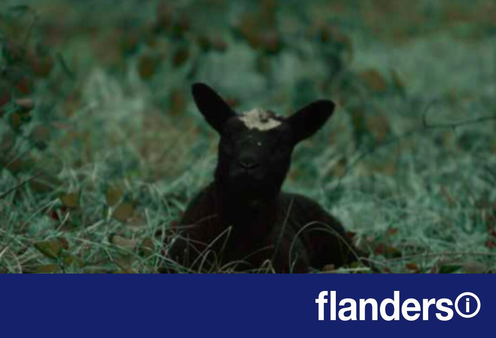 The Black Lamb - Flanders Image